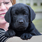 Welcome to Staghorn Labradors