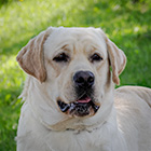 Welcome to Staghorn Labradors