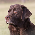 Welcome to Staghorn Labradors